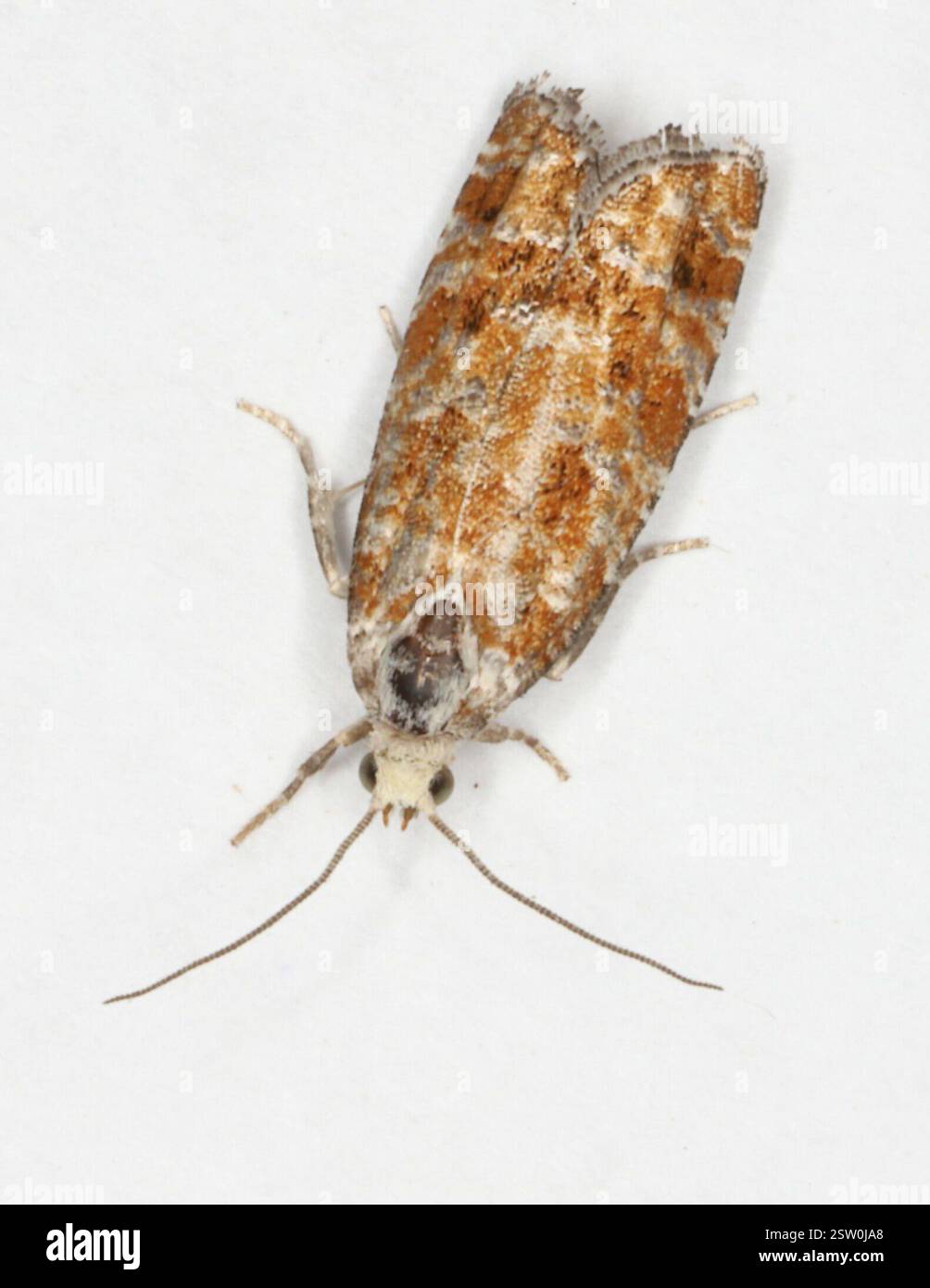 Choristoneura pinus hi-res stock photography and images - Alamy