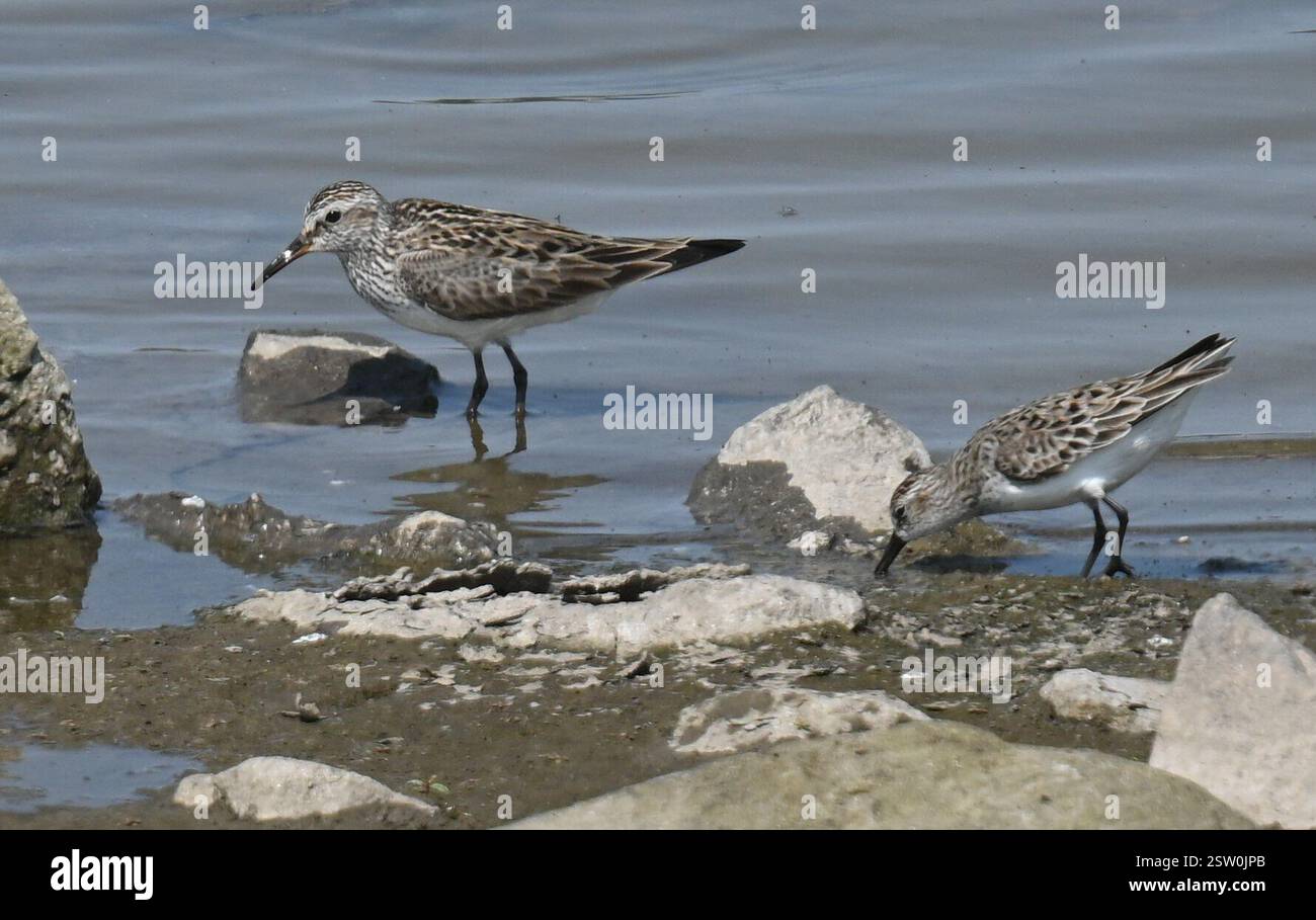 White-rumped Sandpiper (Calidris fuscicollis), Aves, Riverlands, West ...