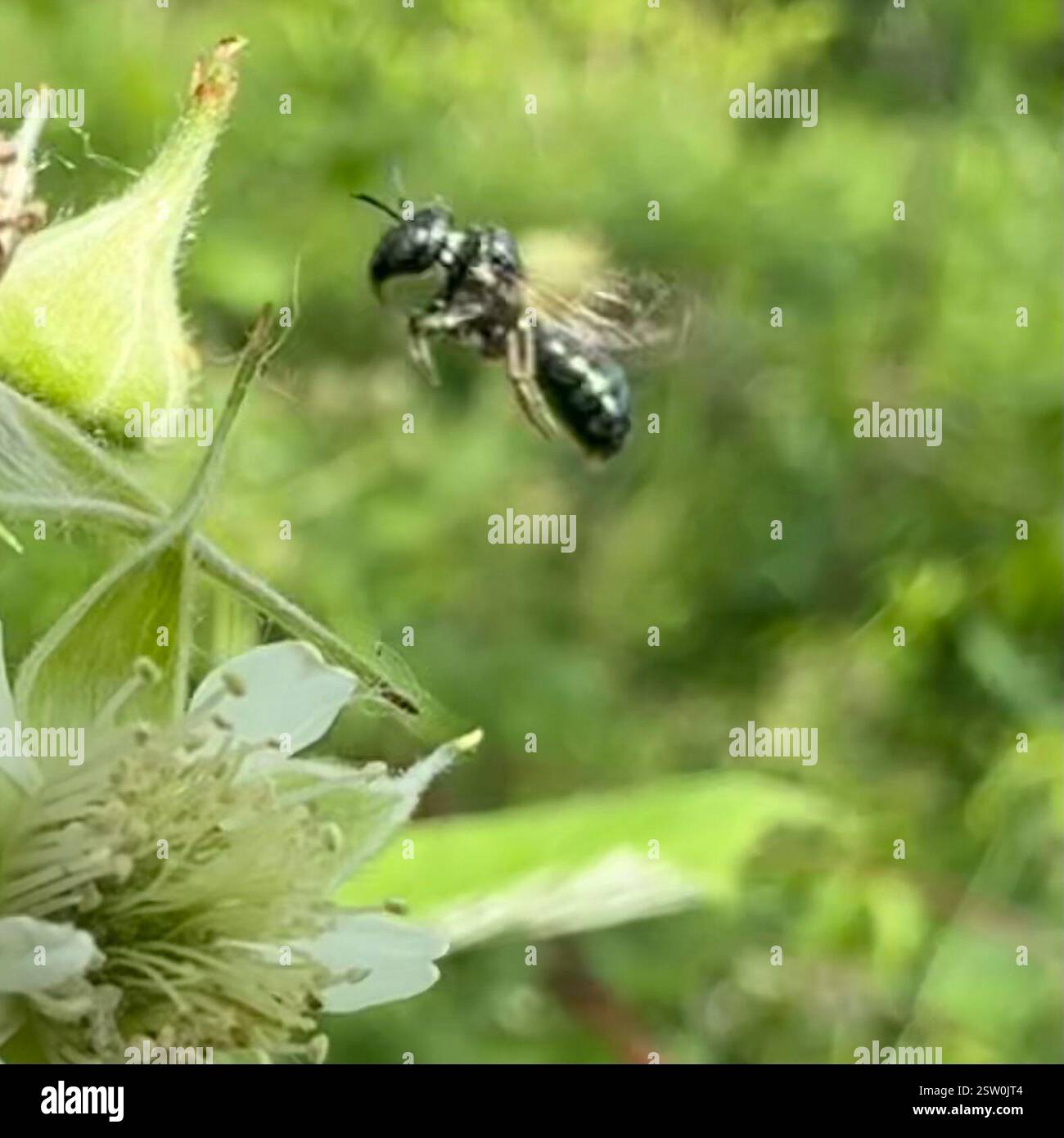 Small Carpenter Bees (Ceratina), Insecta, 31st St, Westchester, IL, US ...