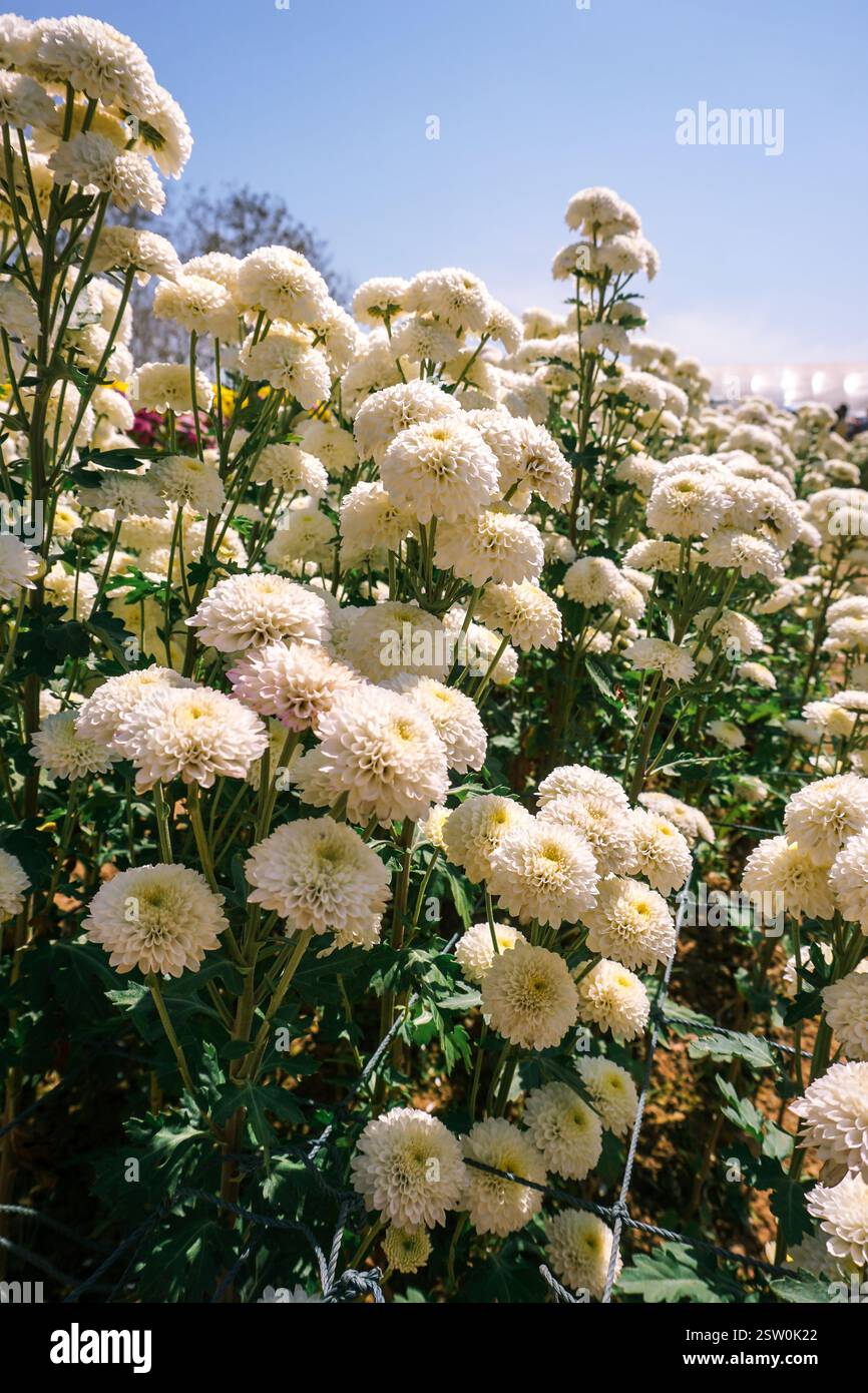 Chrysanthemum, formerly Dendranthemum White blooming'Field of white ...