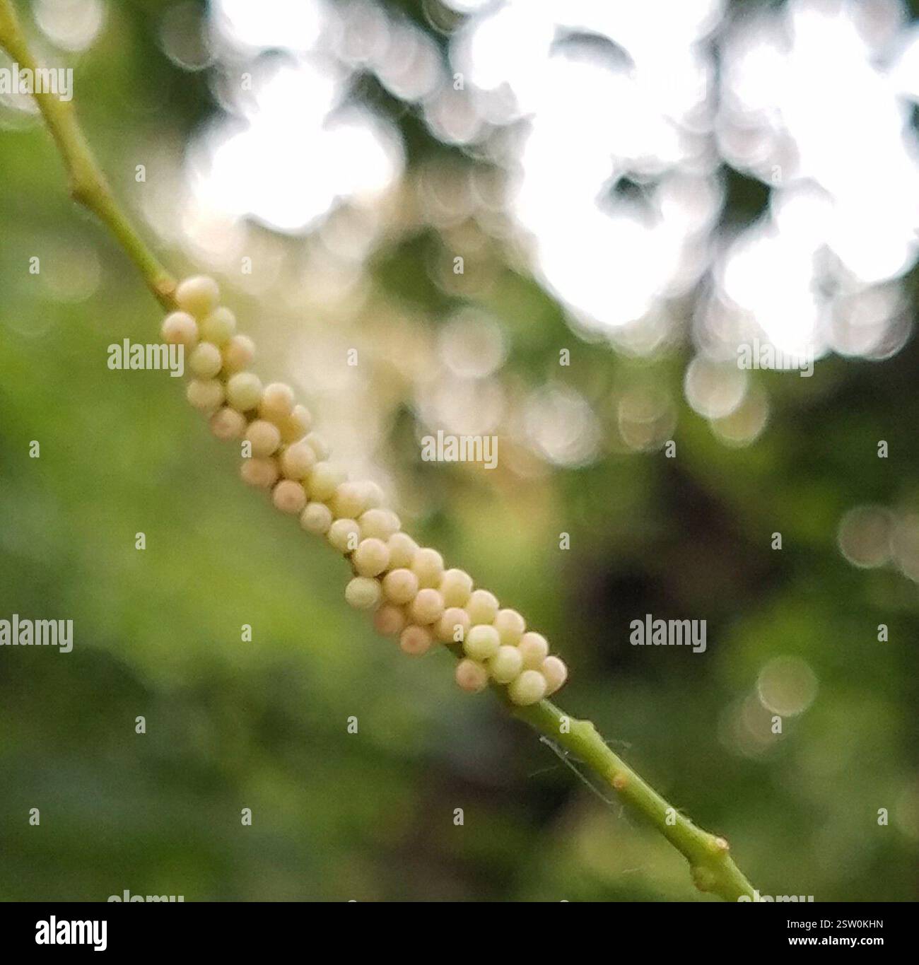 Stink Bugs (Pentatomidae), Insecta, Webster Groves, MO, USA, Two ...