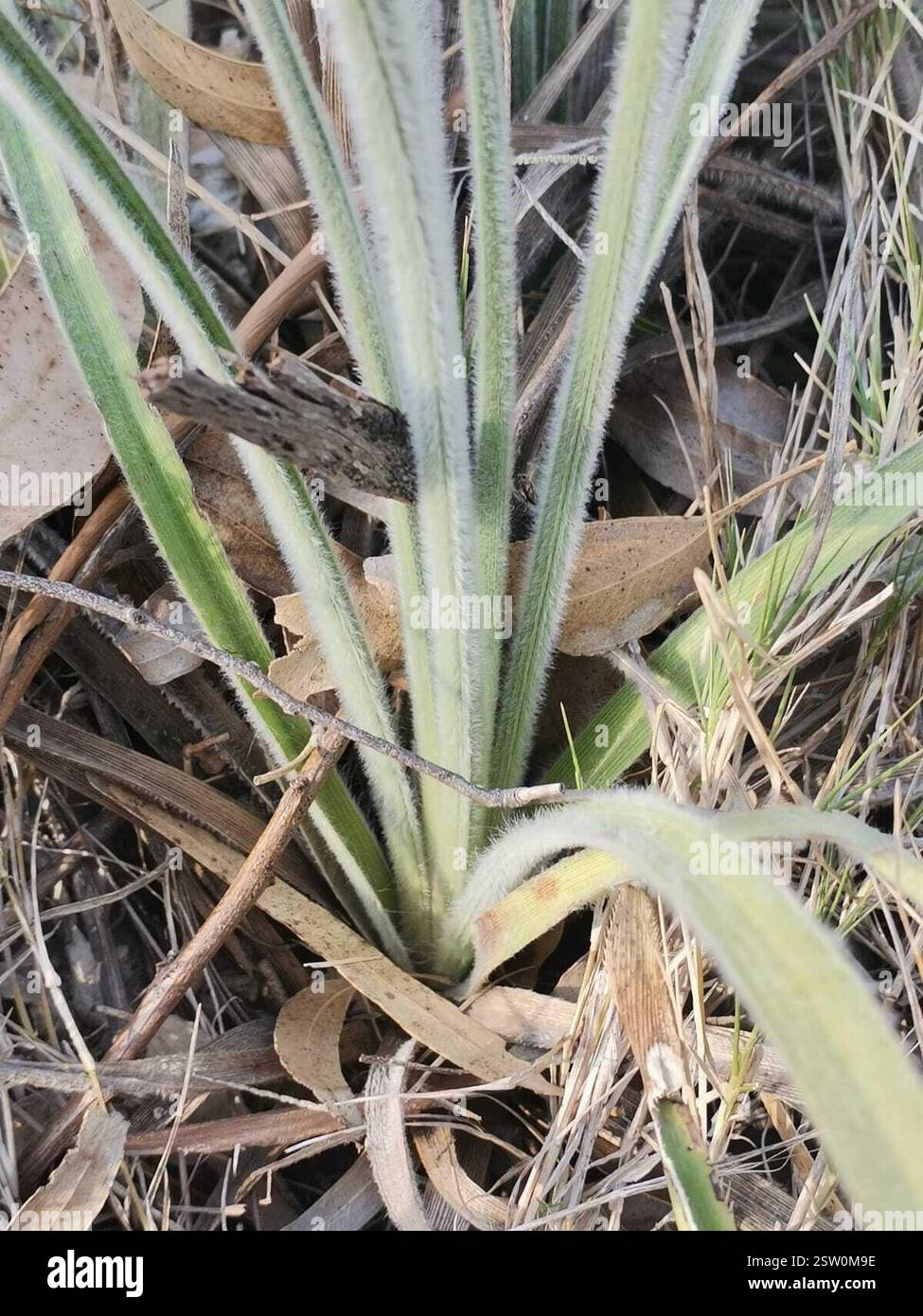 (Schlechtendalia luzulifolia), Plantae, Paso de la Arena, Montevideo ...