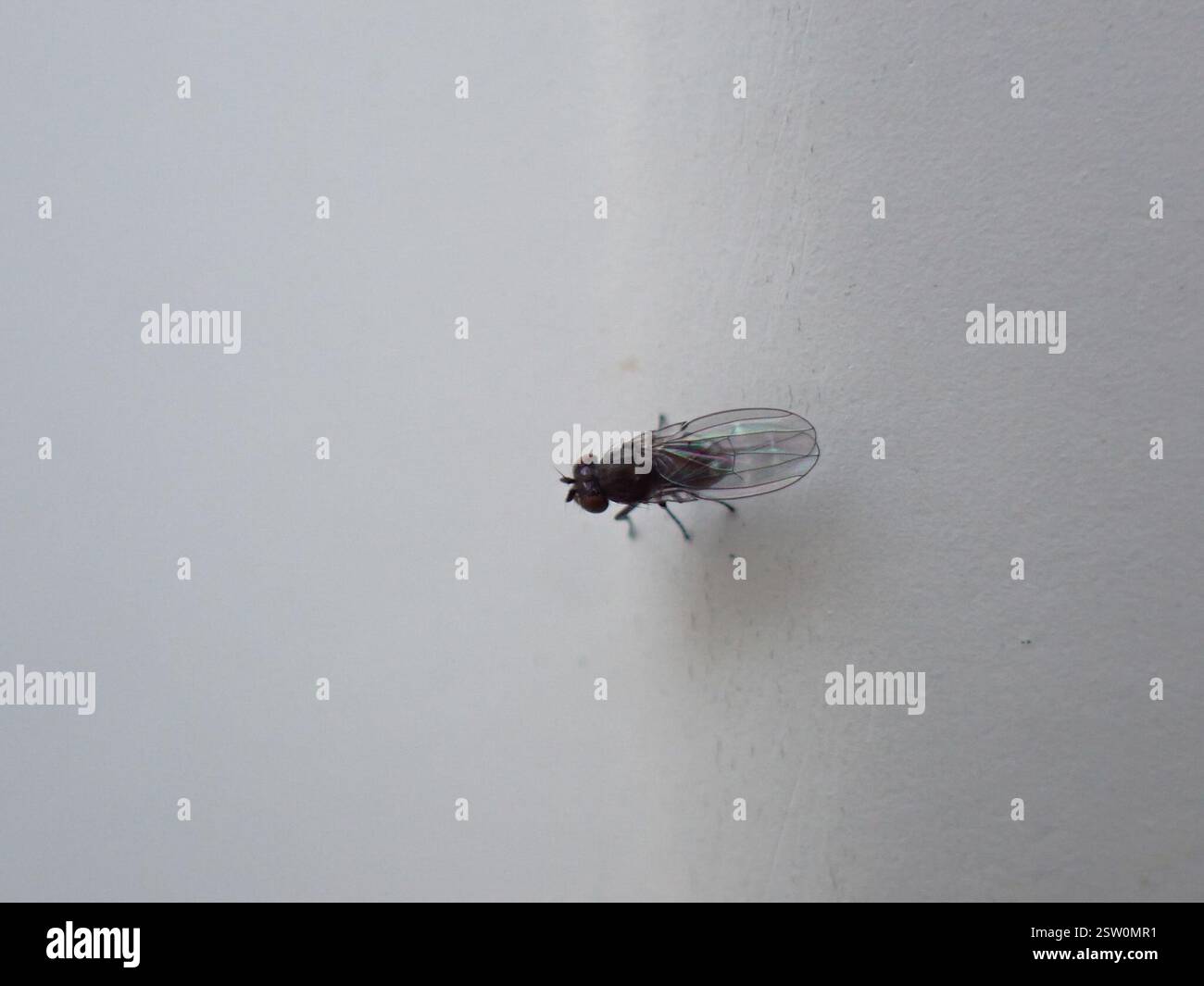 (Scatella), Insecta, Val Marie No. 17, SK S0N, Canada Stock Photo - Alamy