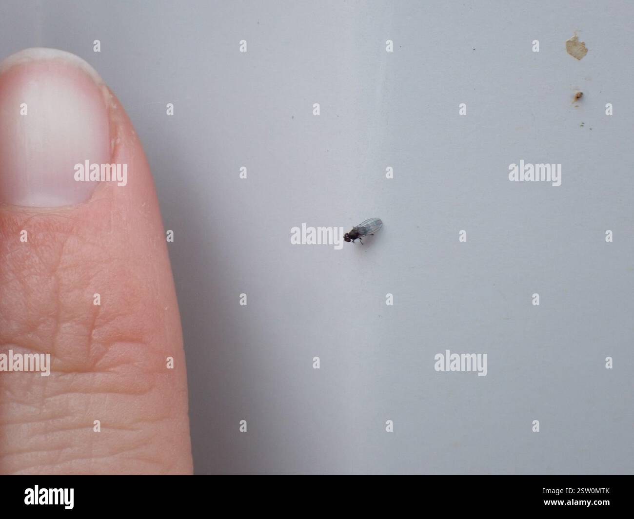 (Scatella), Insecta, Val Marie No. 17, SK S0N, Canada Stock Photo - Alamy