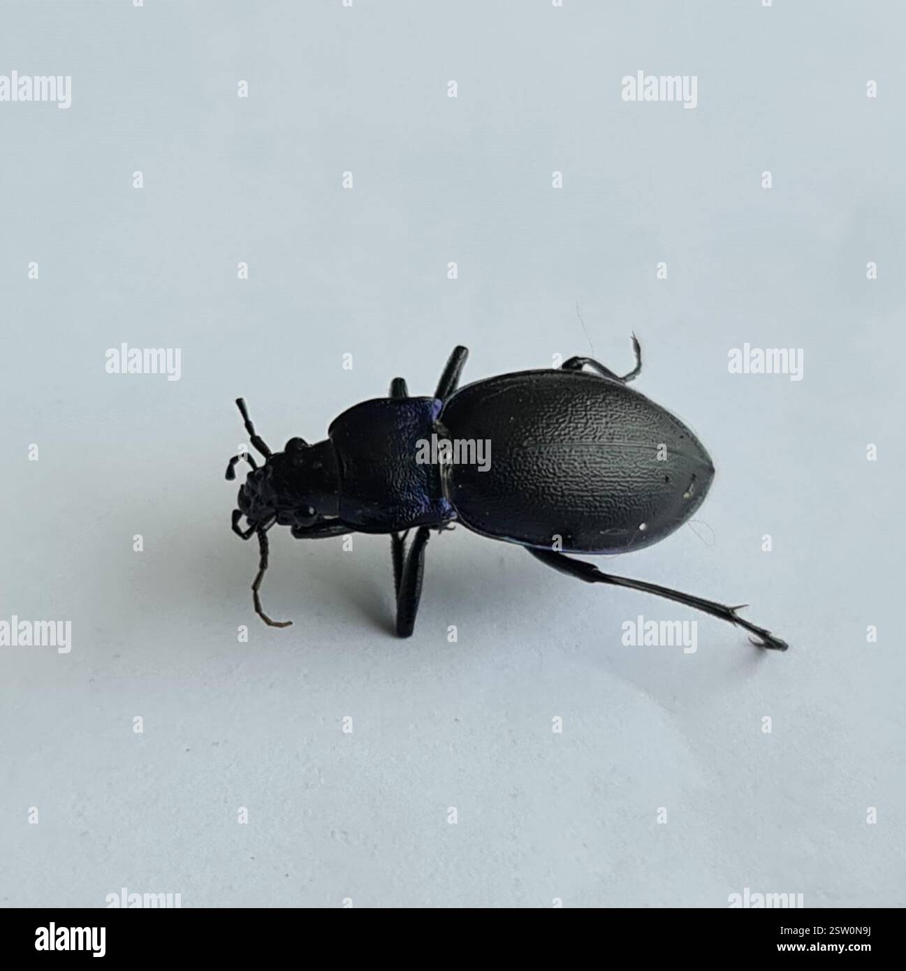Violet ground beetle (Carabus violaceus), Insecta, Penybanc, Tanerdy ...