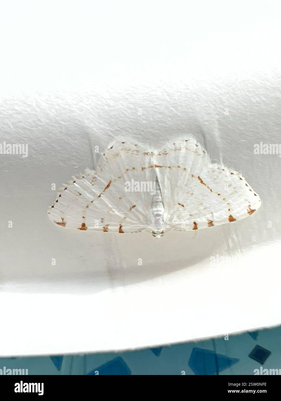 Lesser Maple Spanworm Moth (Macaria pustularia), Insecta, Cumberland ...