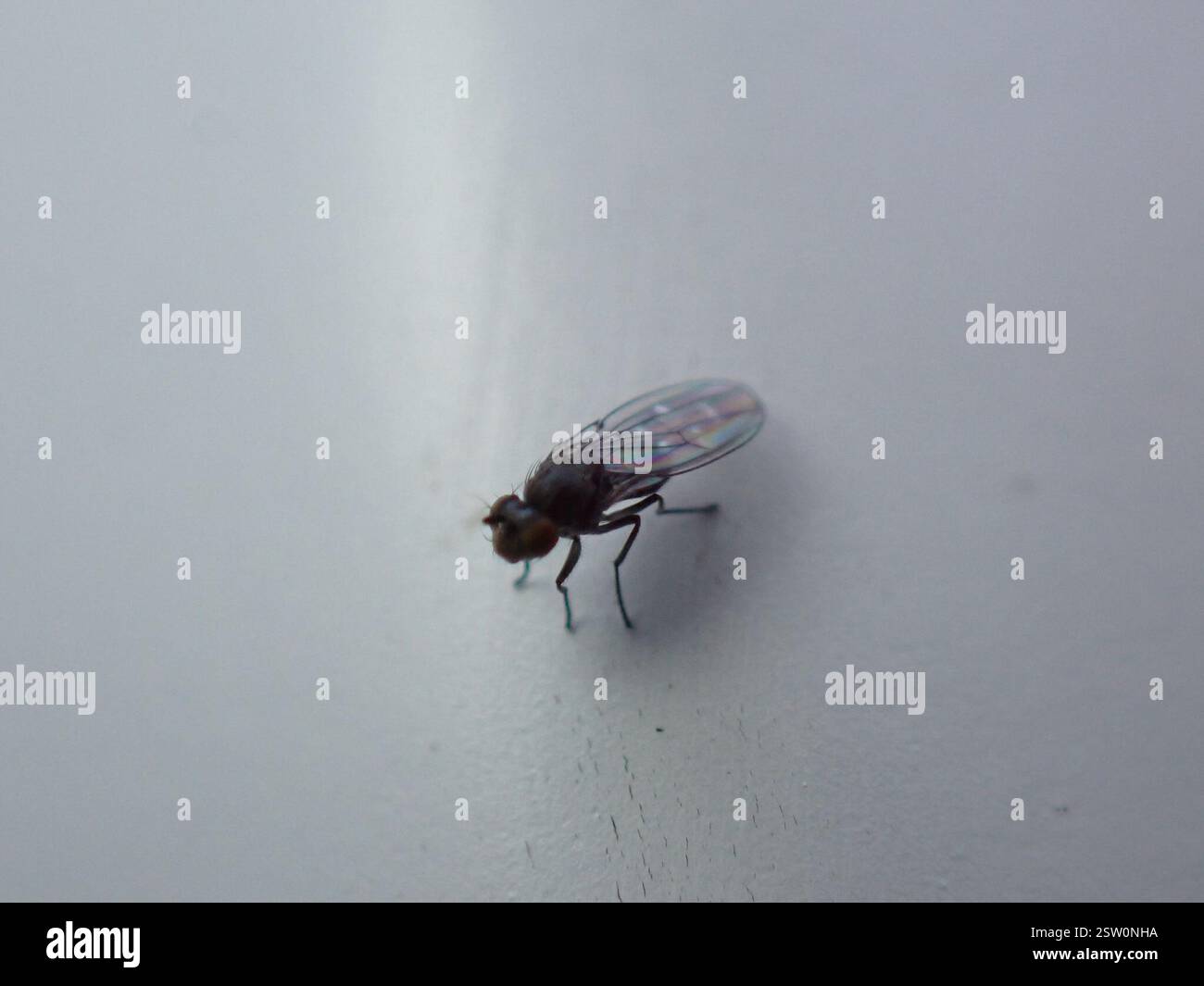 (Scatella), Insecta, Val Marie No. 17, SK S0N, Canada Stock Photo - Alamy
