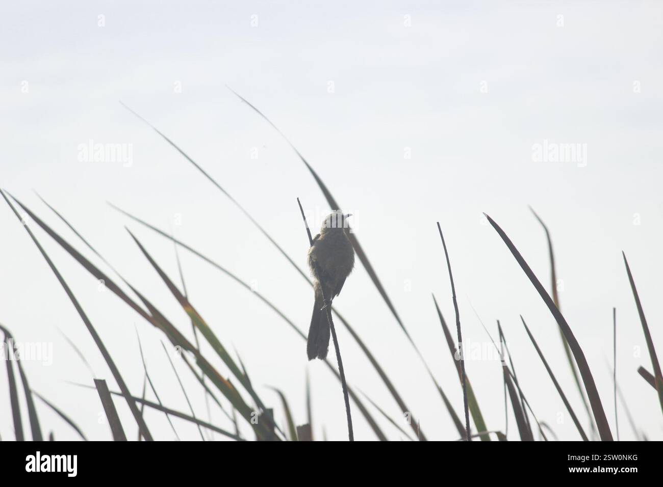 Long-tailed Mockingbird (Mimus longicaudatus), Aves, Pantanos de Villa ...