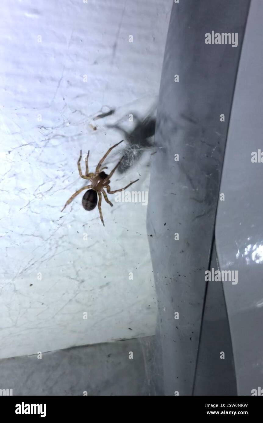 Callobius pictus hi-res stock photography and images - Alamy