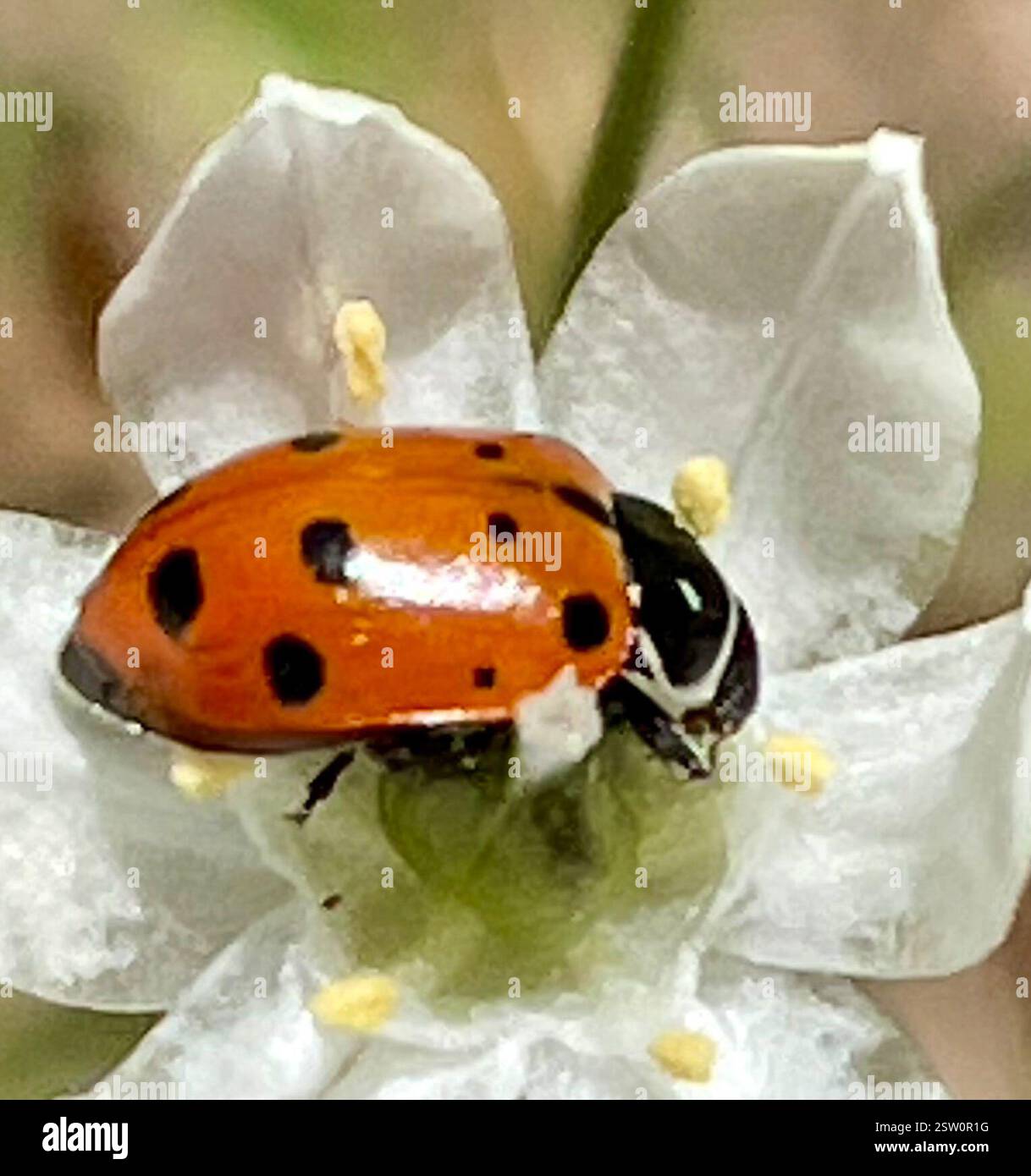 Convergent Lady Beetle (Hippodamia convergens), Insecta, Fort Ord ...