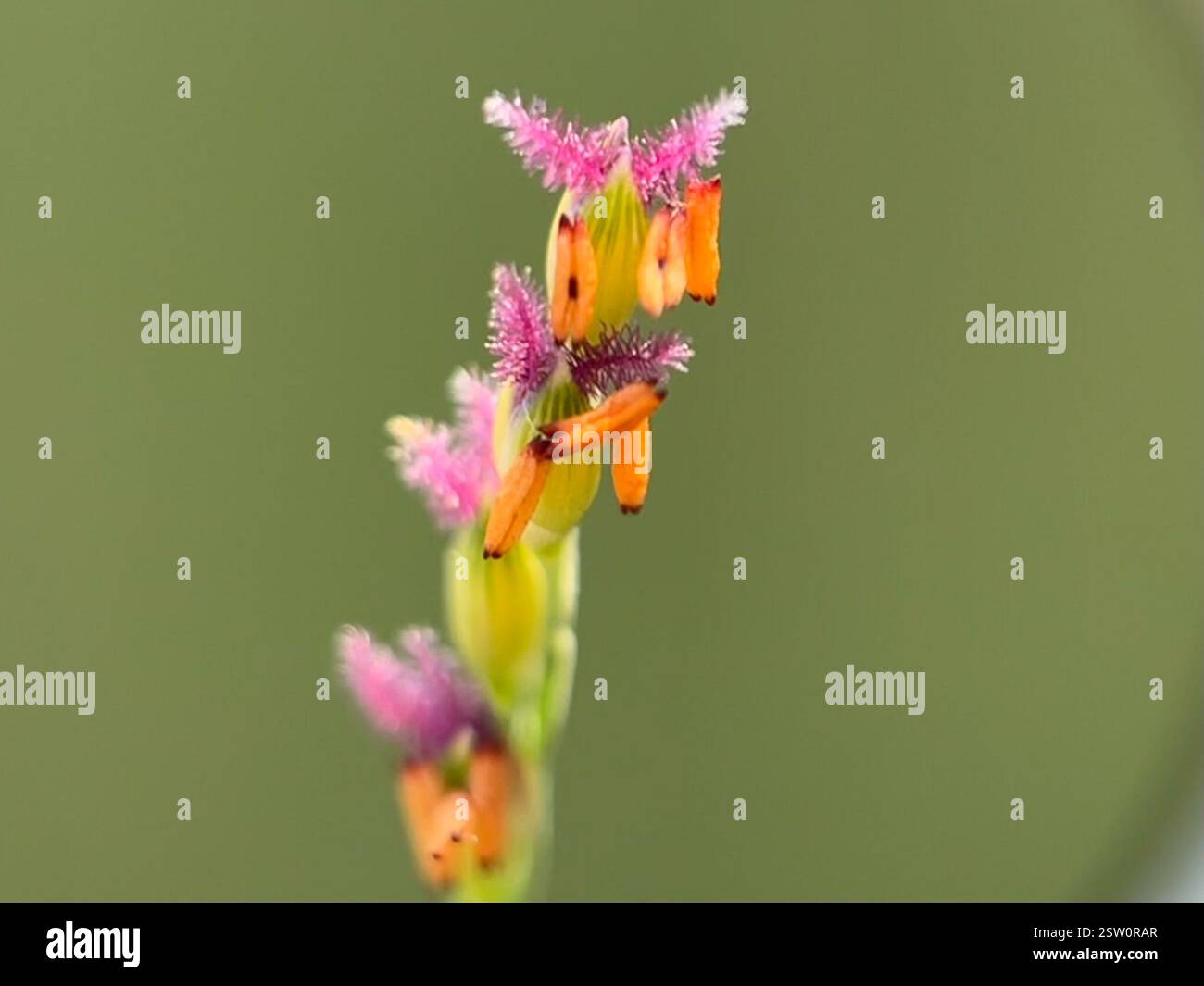 Torpedo grass (Panicum repens), Plantae, Florida, US Stock Photo - Alamy