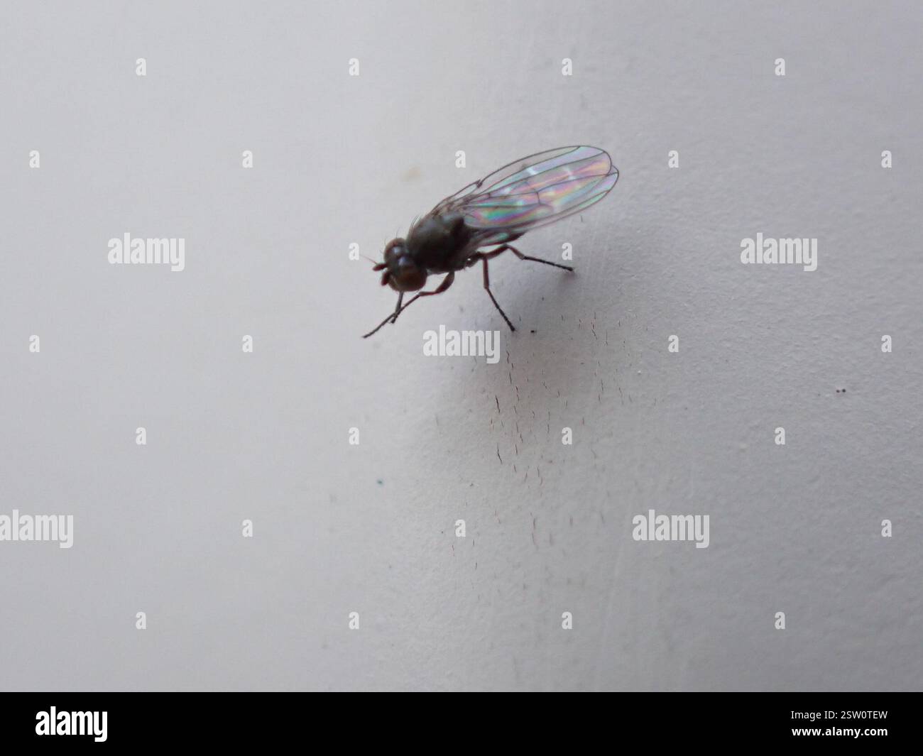 (Scatella), Insecta, Val Marie No. 17, SK S0N, Canada Stock Photo - Alamy