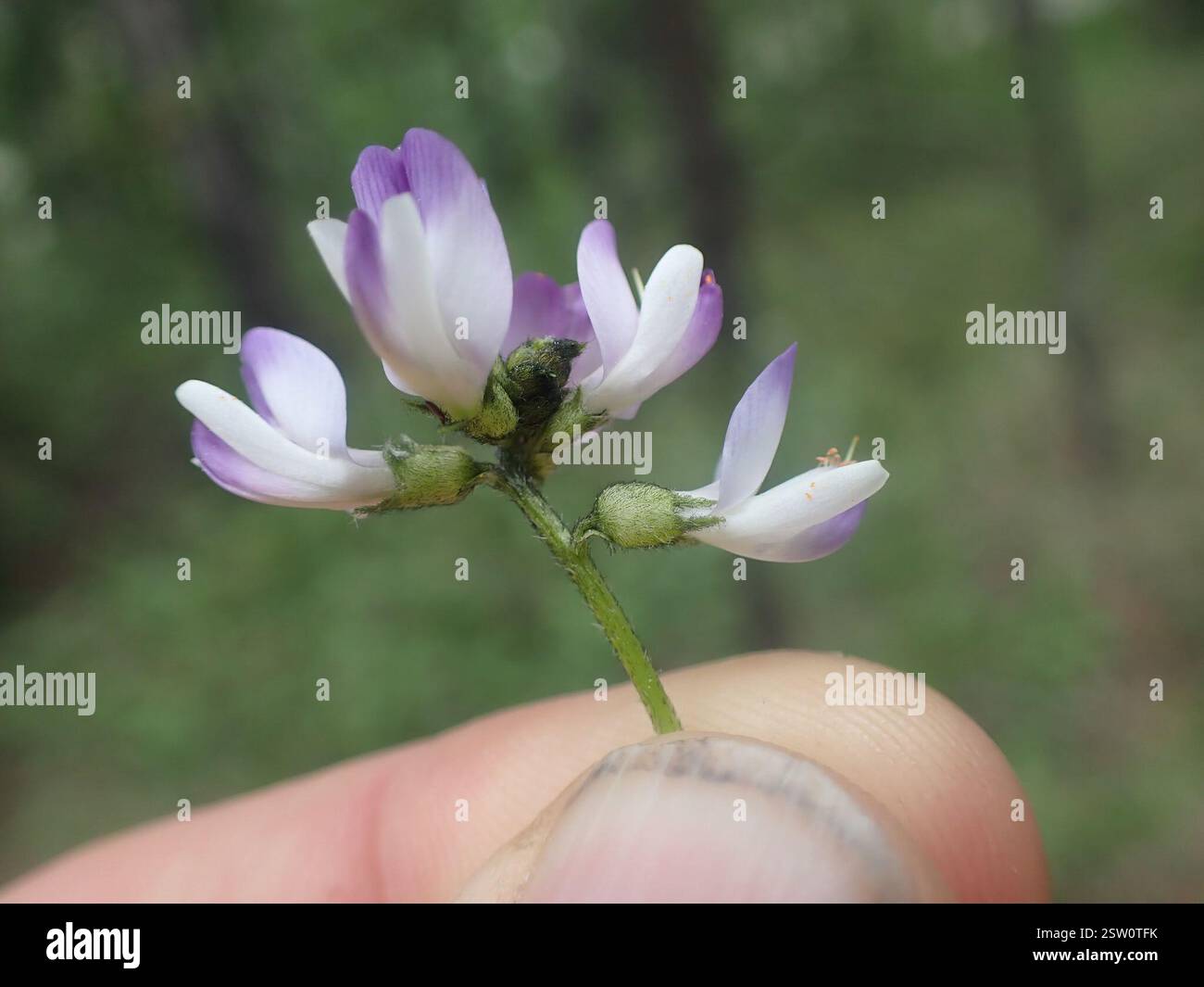 Alpine Milkvetch (Astragalus alpinus), Plantae, Downtown Whitehorse ...