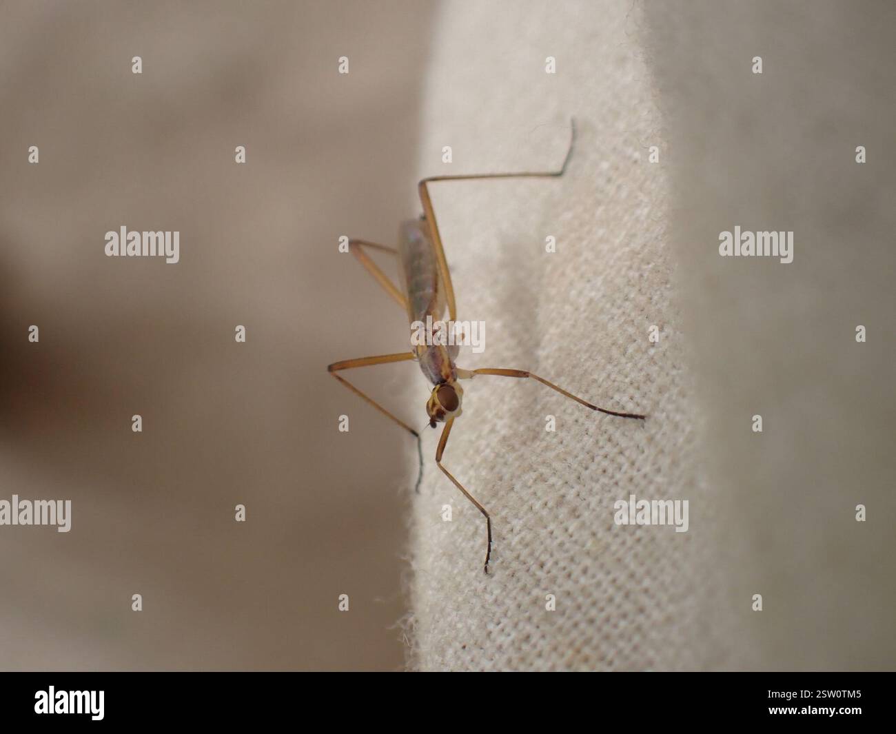 (Micropeza lineata), Insecta, Val Marie No. 17, SK S0N, Canada, This ...