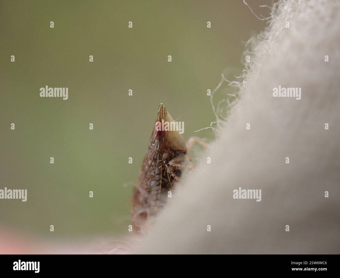 Sharp-nosed Leafhopper (Scaphytopius acutus), Insecta, Val Marie No. 17 ...