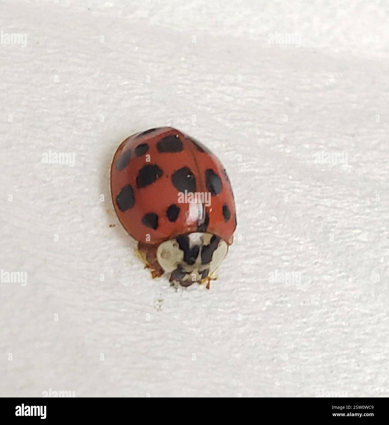 Asian Lady Beetle (Harmonia axyridis), Insecta, Gage Avenue North ...