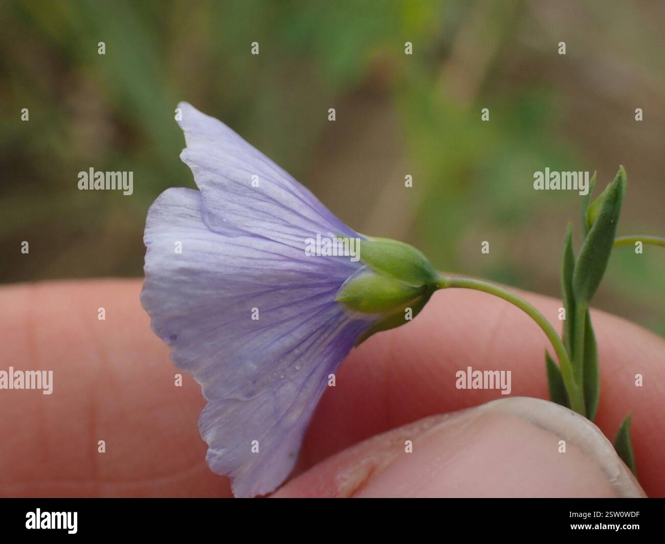 Lewis flax (Linum lewisii), Plantae, Mankota No. 45, SK S0H, Canada ...