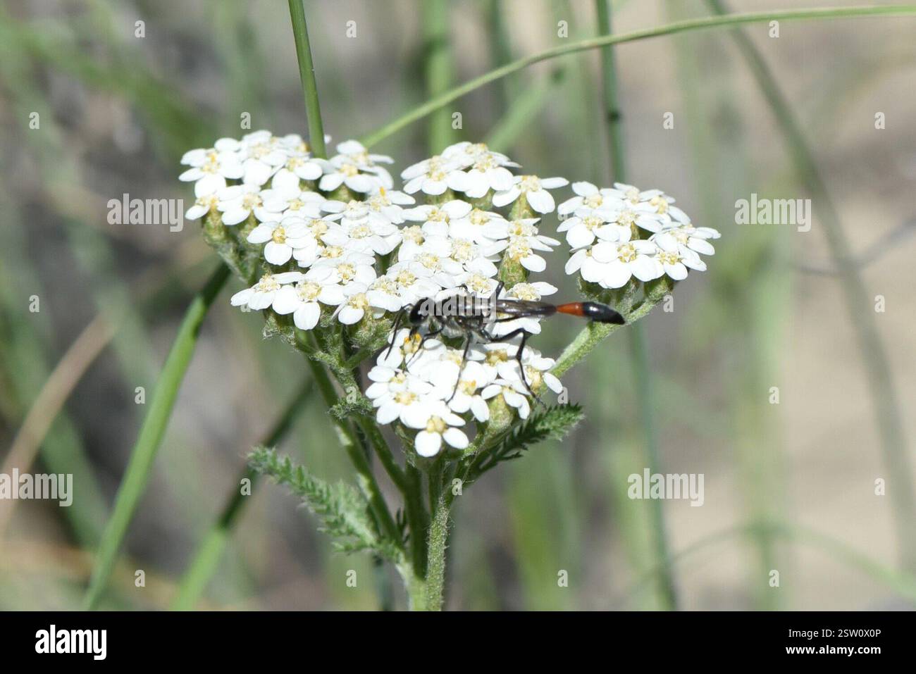common yarrow (Achillea millefolium), Plantae, Thompson-Nicola, BC ...