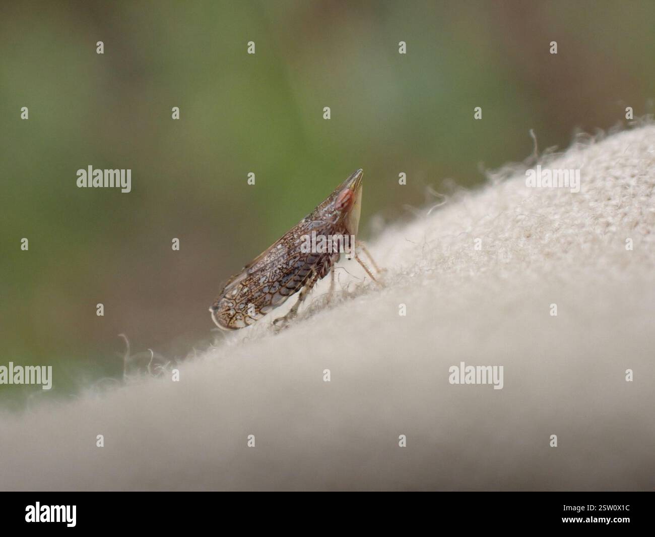 Sharp-nosed Leafhopper (Scaphytopius acutus), Insecta, Val Marie No. 17 ...