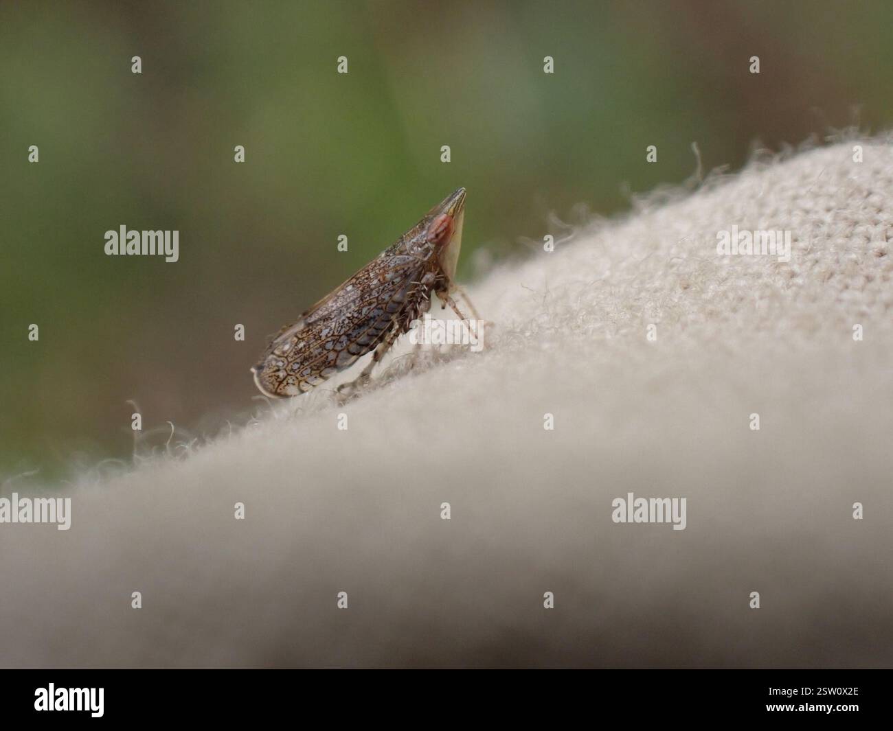 Sharp-nosed Leafhopper (Scaphytopius acutus), Insecta, Val Marie No. 17 ...