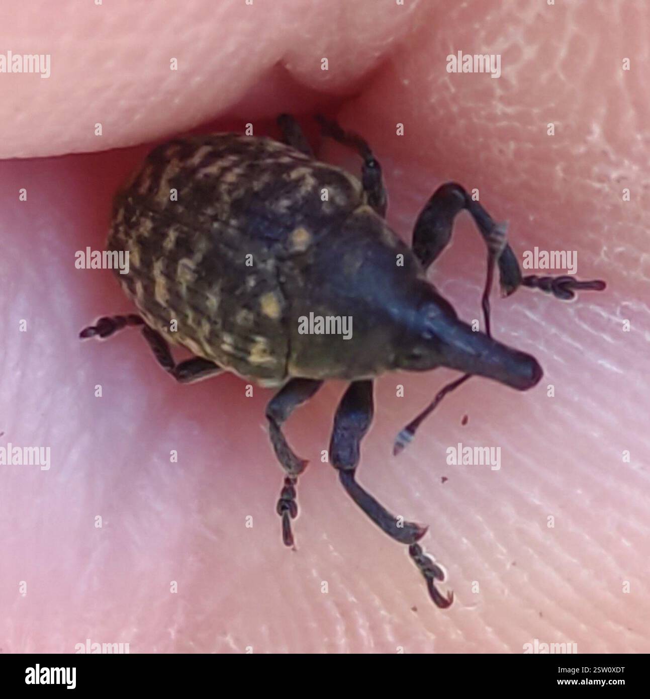 Turbine Cylindrical Weevil (Larinus turbinatus), Insecta, Villecrouseix ...