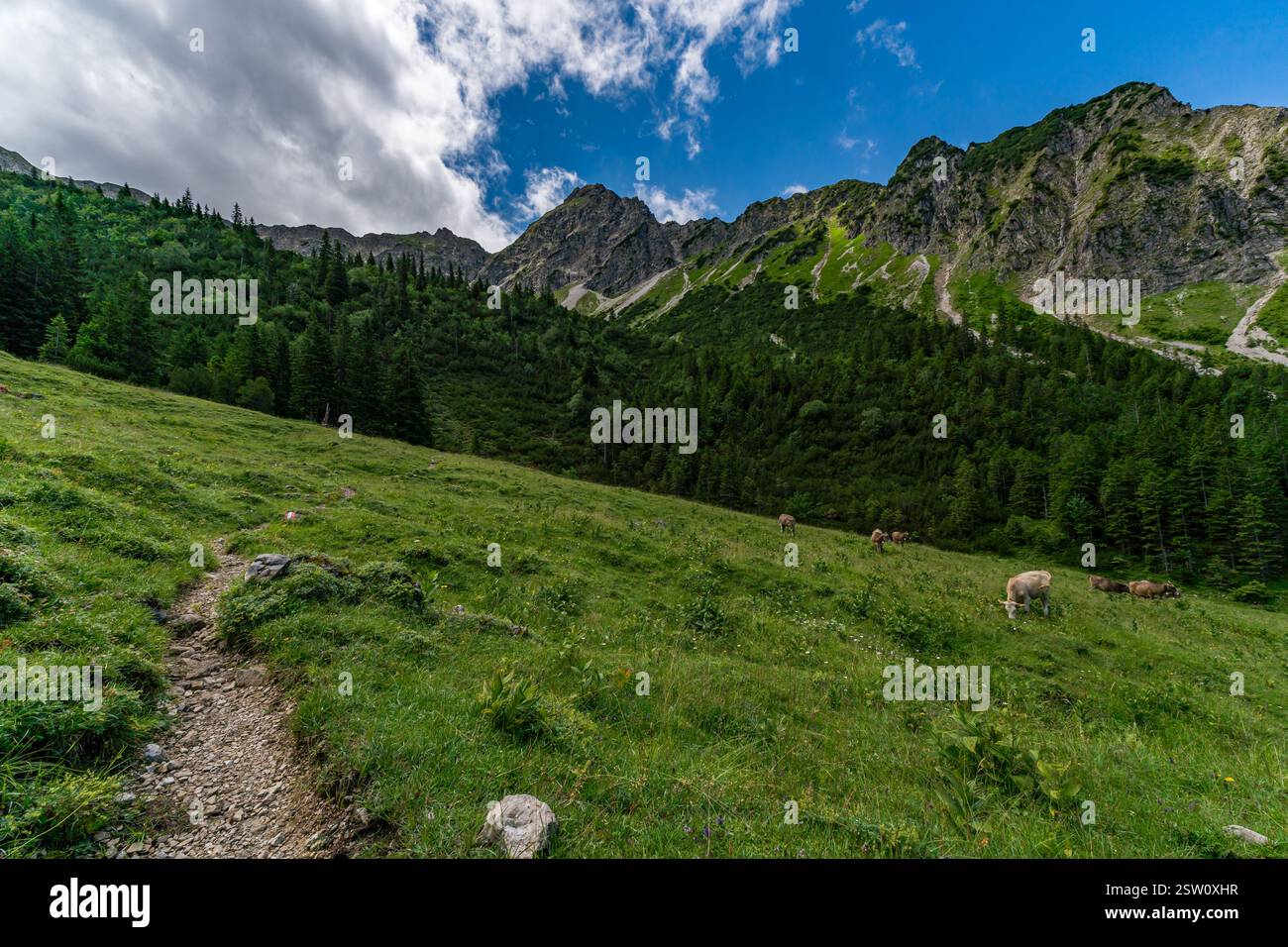 Scenic landscape in the Allgau region featuring mountains and grazing ...