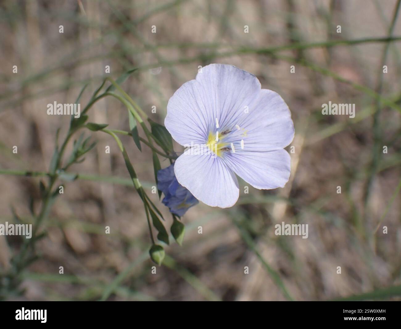 Lewis flax (Linum lewisii), Plantae, Thompson-Nicola, BC, Canada Stock ...