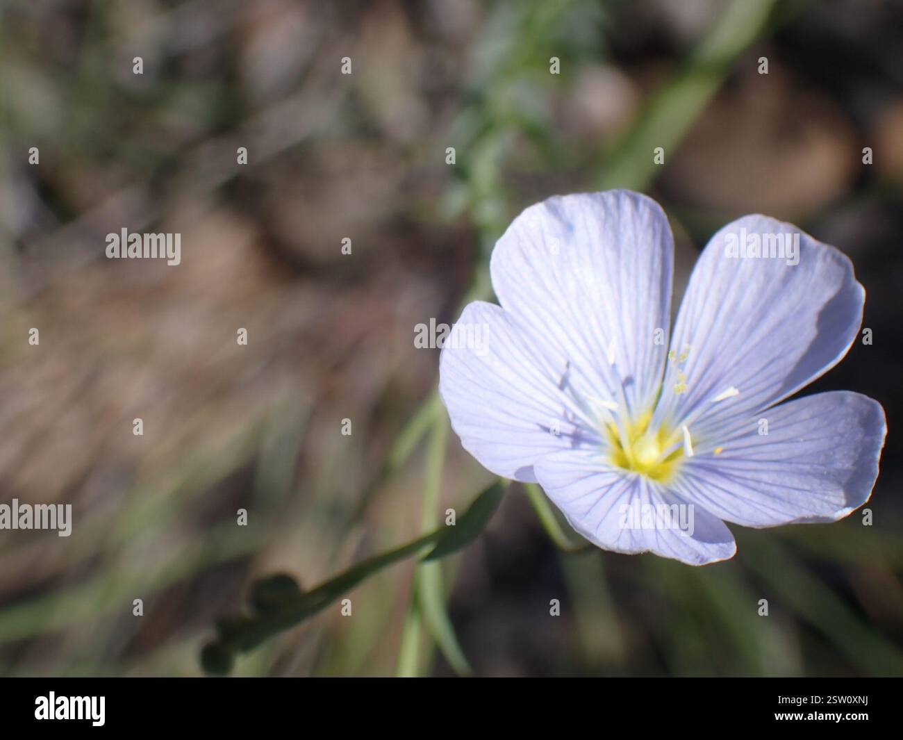 Lewis flax (Linum lewisii), Plantae, Thompson-Nicola, BC, Canada Stock ...