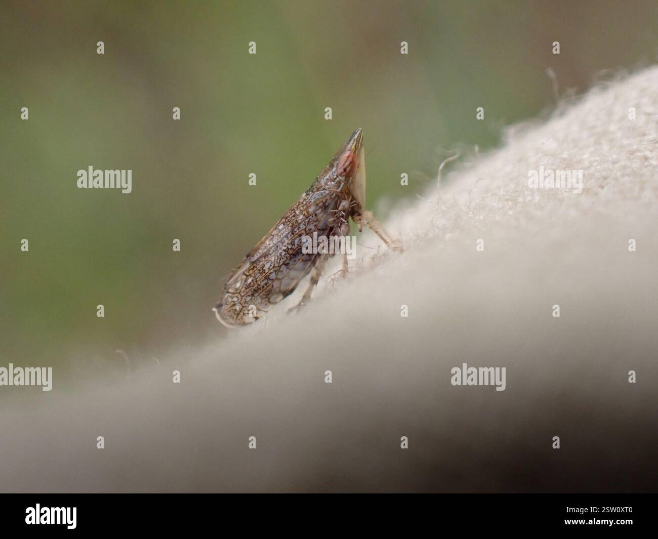 Sharp-nosed Leafhopper (Scaphytopius acutus), Insecta, Val Marie No. 17 ...