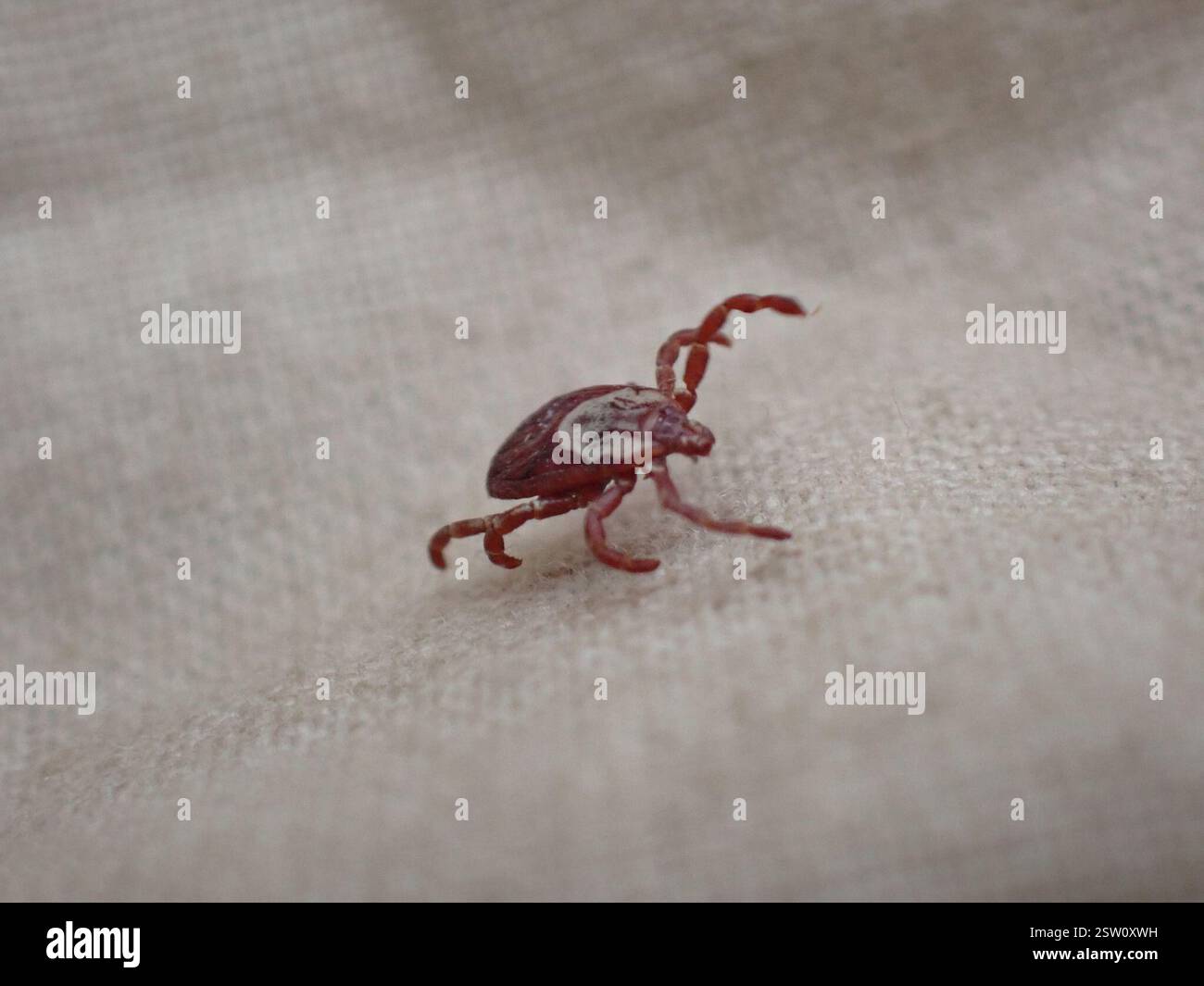 Dog Ticks (Dermacentor), Arachnida, Val Marie No. 17, SK S0N, Canada ...