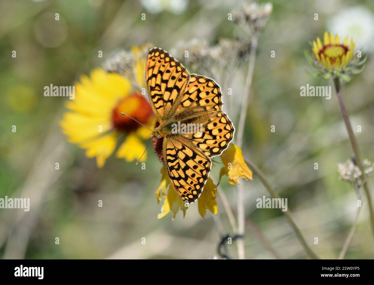 Callippe Fritillary (Argynnis callippe), Insecta, Okanagan-Similkameen ...
