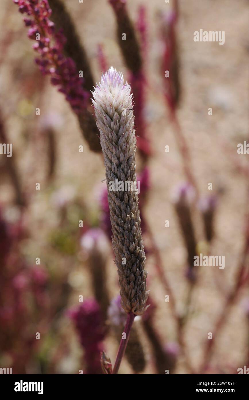 Quail Grass (Celosia argentea), Plantae, Burdekin River, Jarvisfield ...