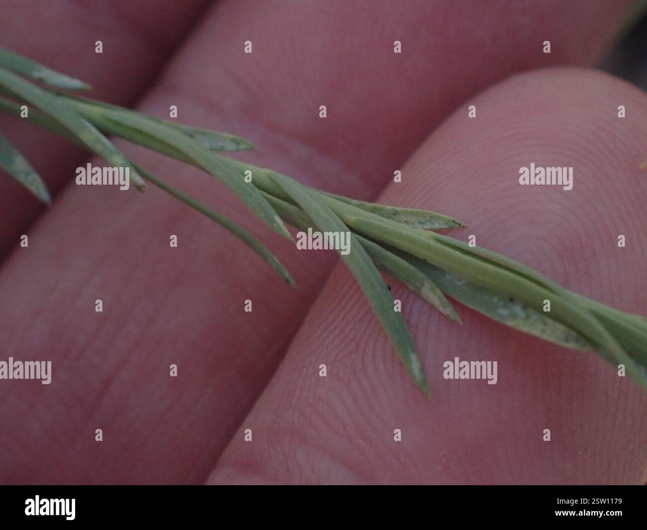 Lewis flax (Linum lewisii), Plantae, Thompson-Nicola, BC, Canada Stock ...