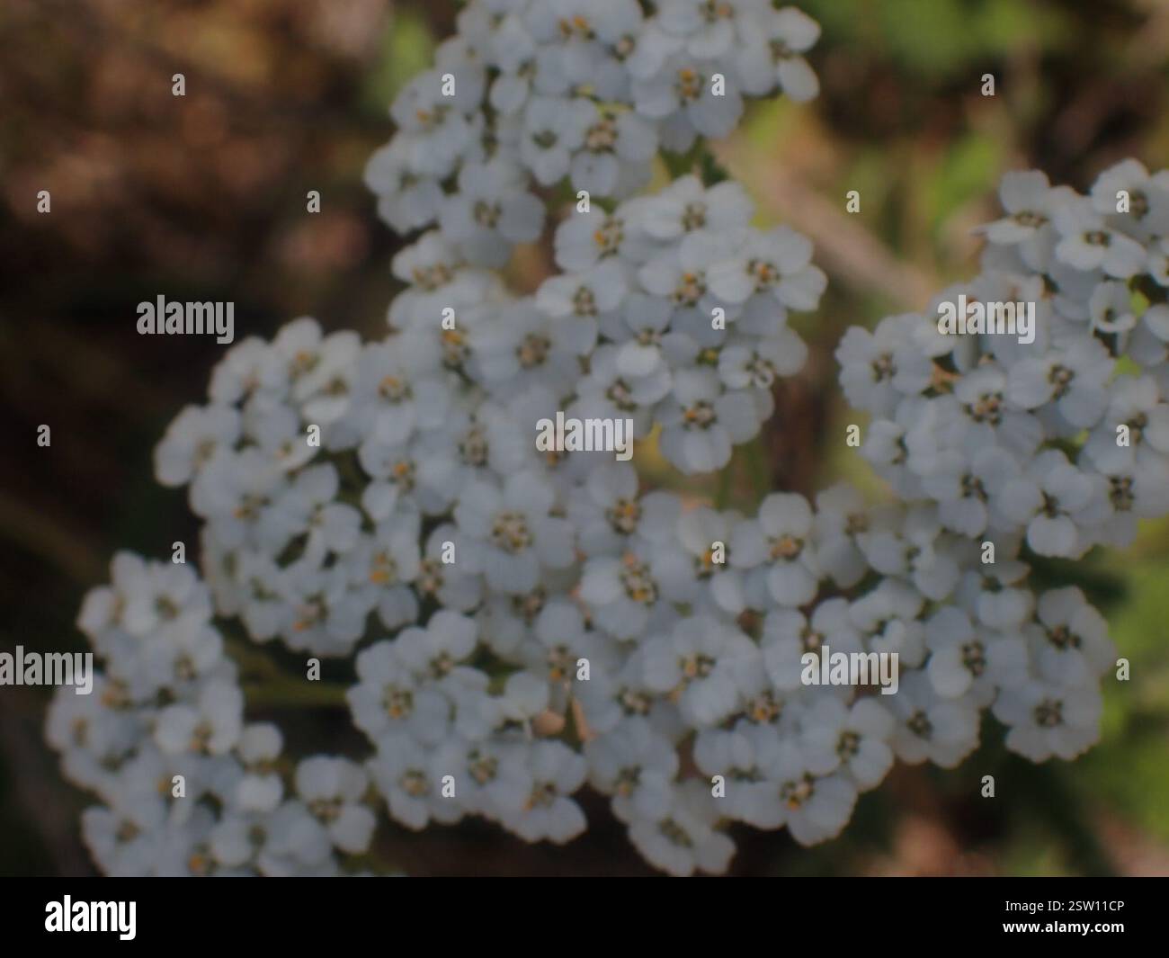 common yarrow (Achillea millefolium), Plantae, Kootenay Boundary, BC ...