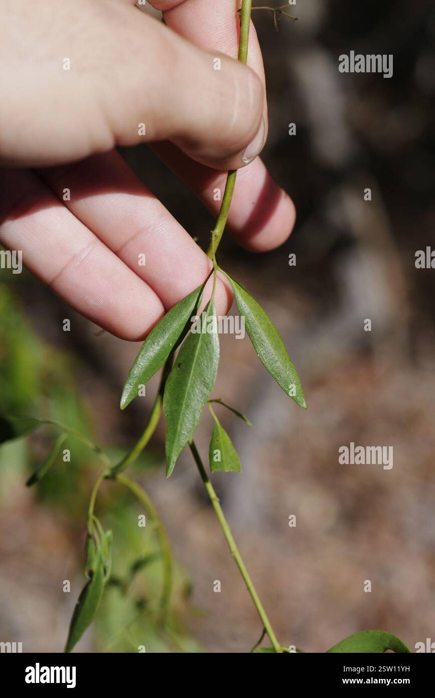 desert jasmine (Jasminum didymum), Plantae, Airdmillan, QLD, AU Stock ...
