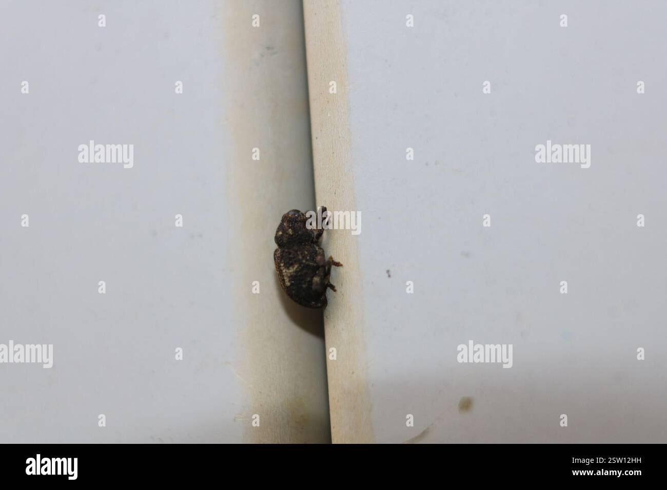 (Acalles carinatus), Insecta, Medway, London, ON, Canada Stock Photo ...