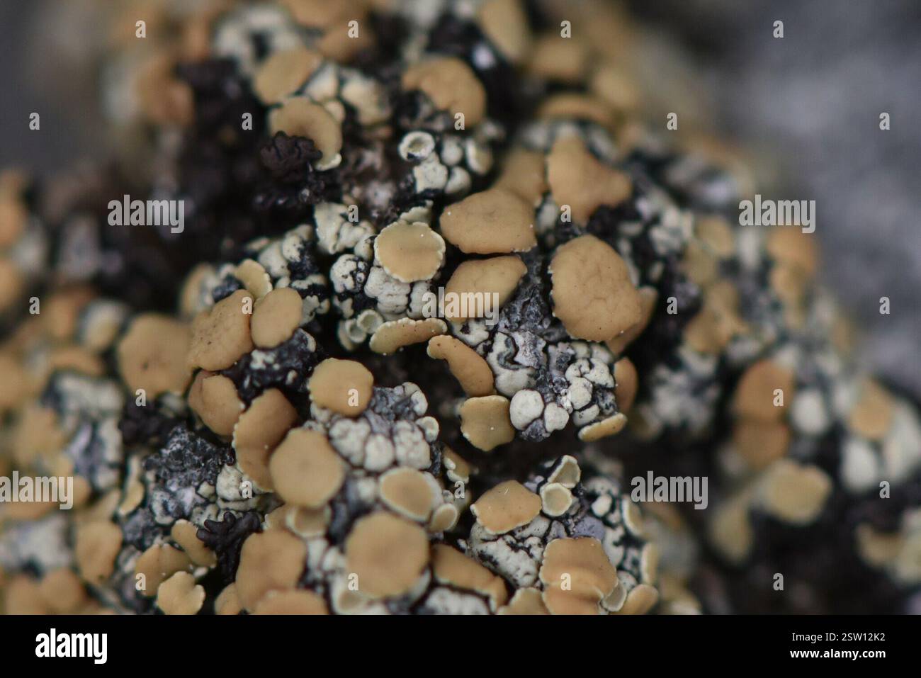 Orange Rock Posy (Rhizoplaca chrysoleuca), Fungi, Thompson-Nicola, BC ...