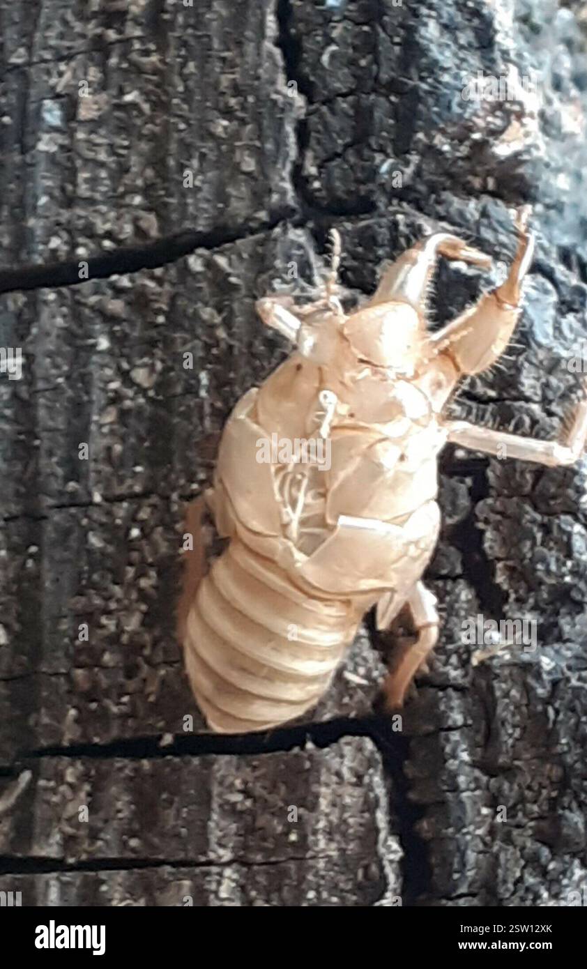 Ash Cicada (Cicada orni), Insecta, Città metropolitana di Roma Capitale ...