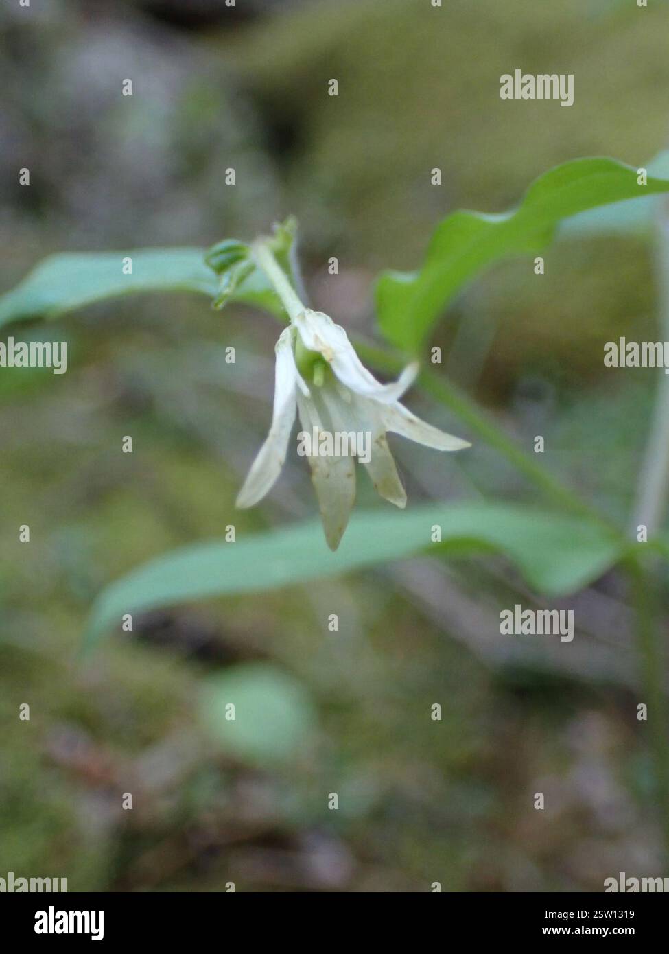 American fairybells (Prosartes), Plantae, Thompson-Nicola, BC, Canada ...
