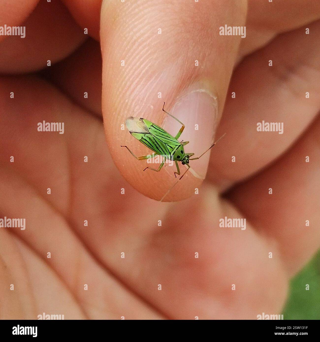 (Mermitelocerus schmidtii), Insecta, Kosanin dol, Pancharevo, Bulgaria ...