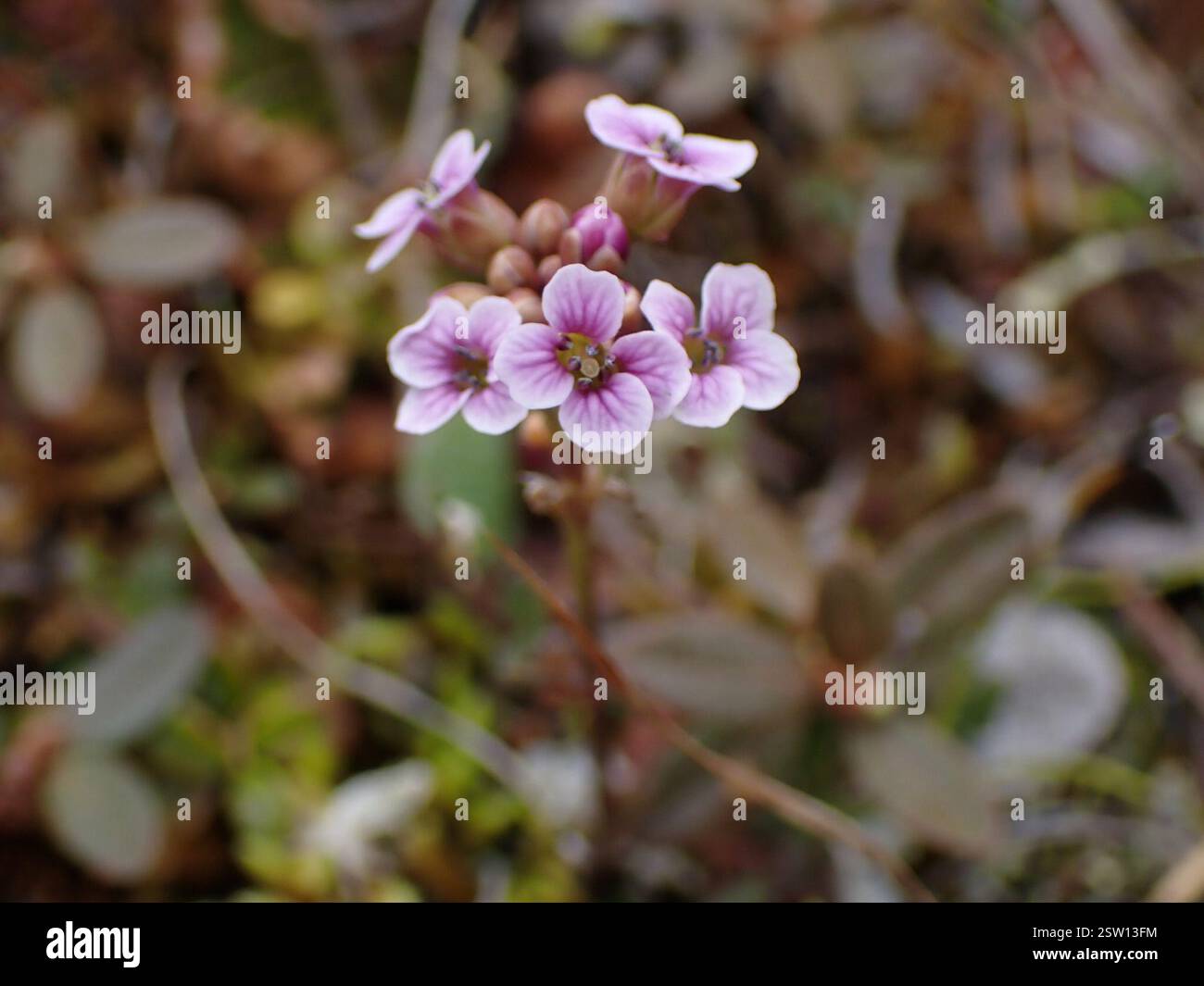 Purple Bitter-cress (Cardamine purpurea), Plantae, Yukon, Canada Stock ...