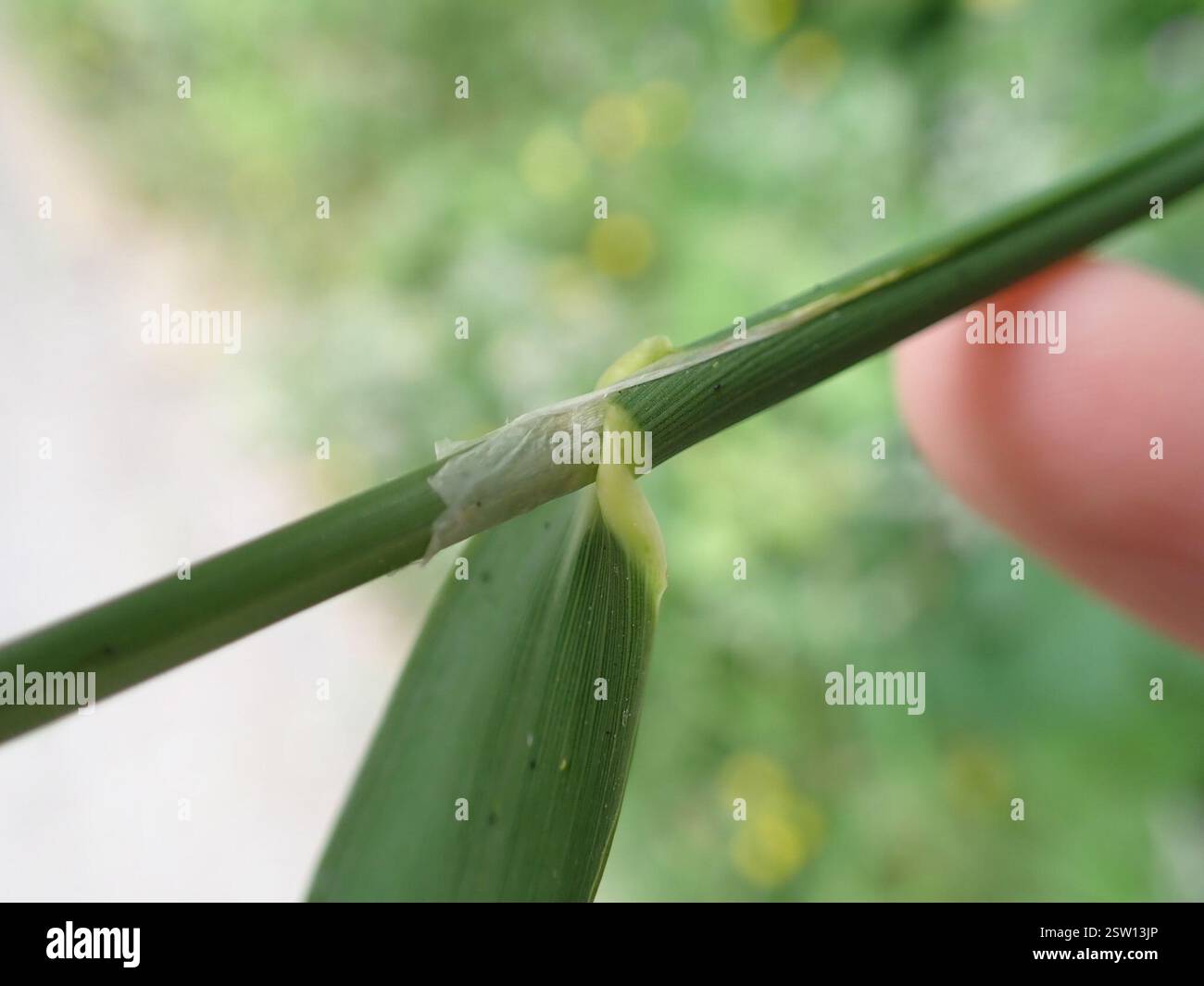 (Poeae), Plantae, Central Vancouver, Vancouver, BC, Canada Stock Photo ...