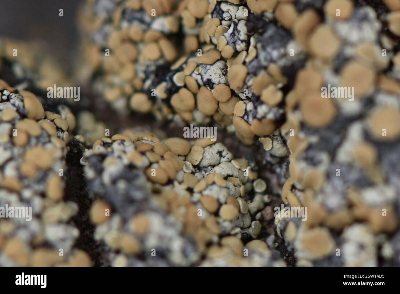 Orange Rock Posy (Rhizoplaca chrysoleuca), Fungi, Thompson-Nicola, BC ...