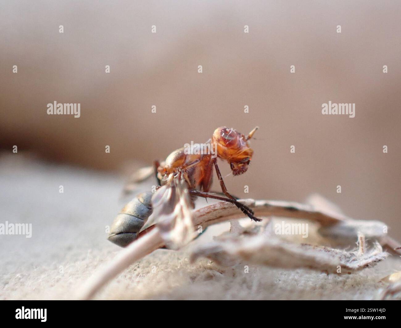 (Tritoxa), Insecta, Val Marie No. 17, SK S0N, Canada, This observation ...