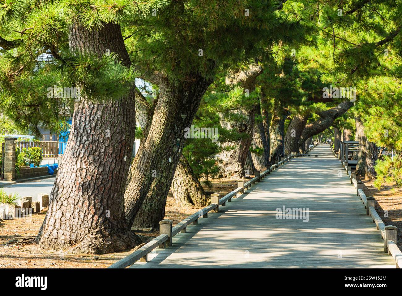 Matsubayashi and sidewalks in Miho no Matsubara, one of the three major ...