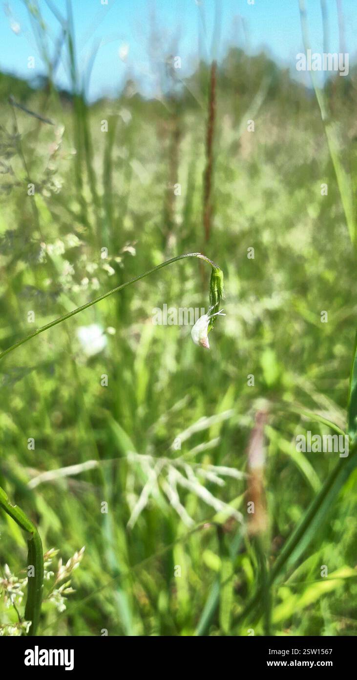 Grass Vetchling (Lathyrus nissolia), Plantae, 64370 Mesplède, France ...