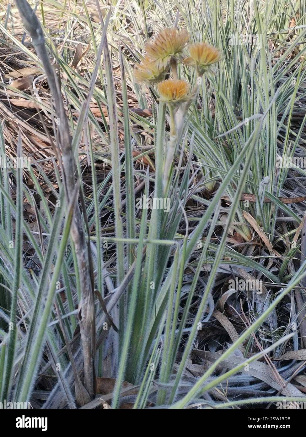 Paso espinillo hi-res stock photography and images - Alamy