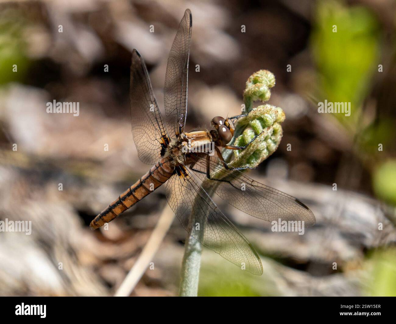 Female chalk fronted corporal hi-res stock photography and images - Alamy