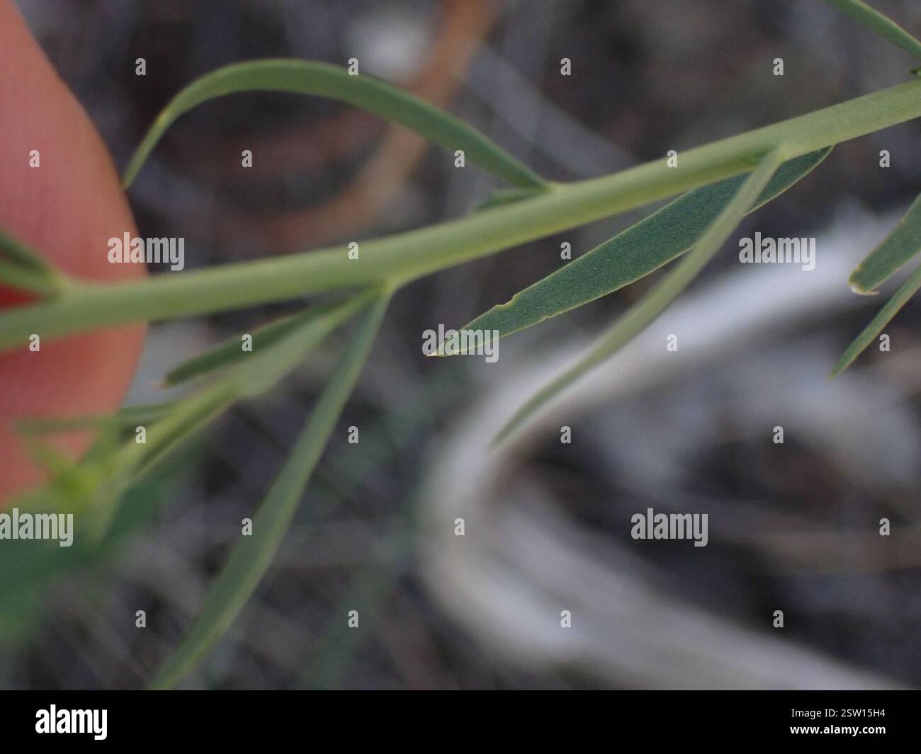 Lewis flax (Linum lewisii), Plantae, Thompson-Nicola, BC, Canada Stock ...