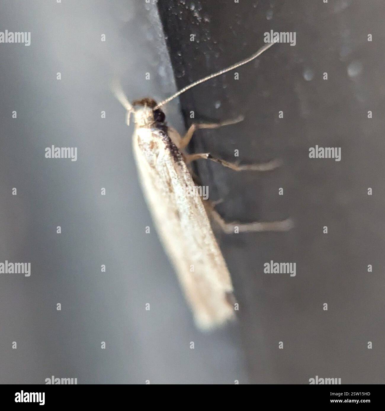 Fungus Moths, Clothes Moths, & Allies (Tineidae), Insecta, Downtown ...